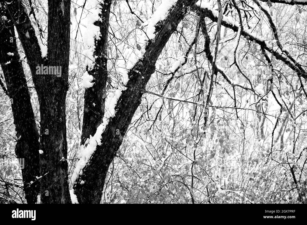 Snow on Tree Stock Photo - Alamy