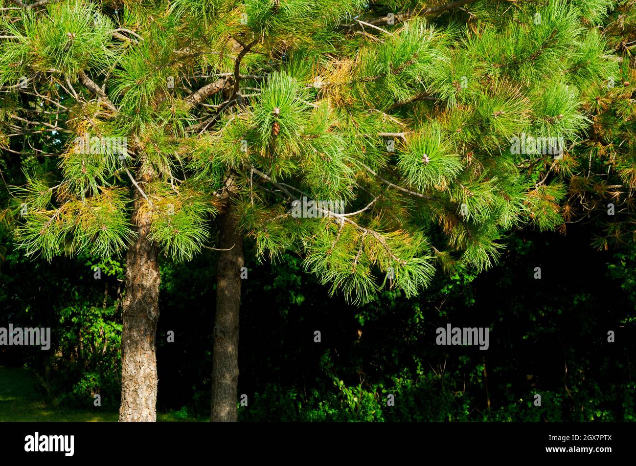Evergreen Pine Tree Stock Photo - Alamy