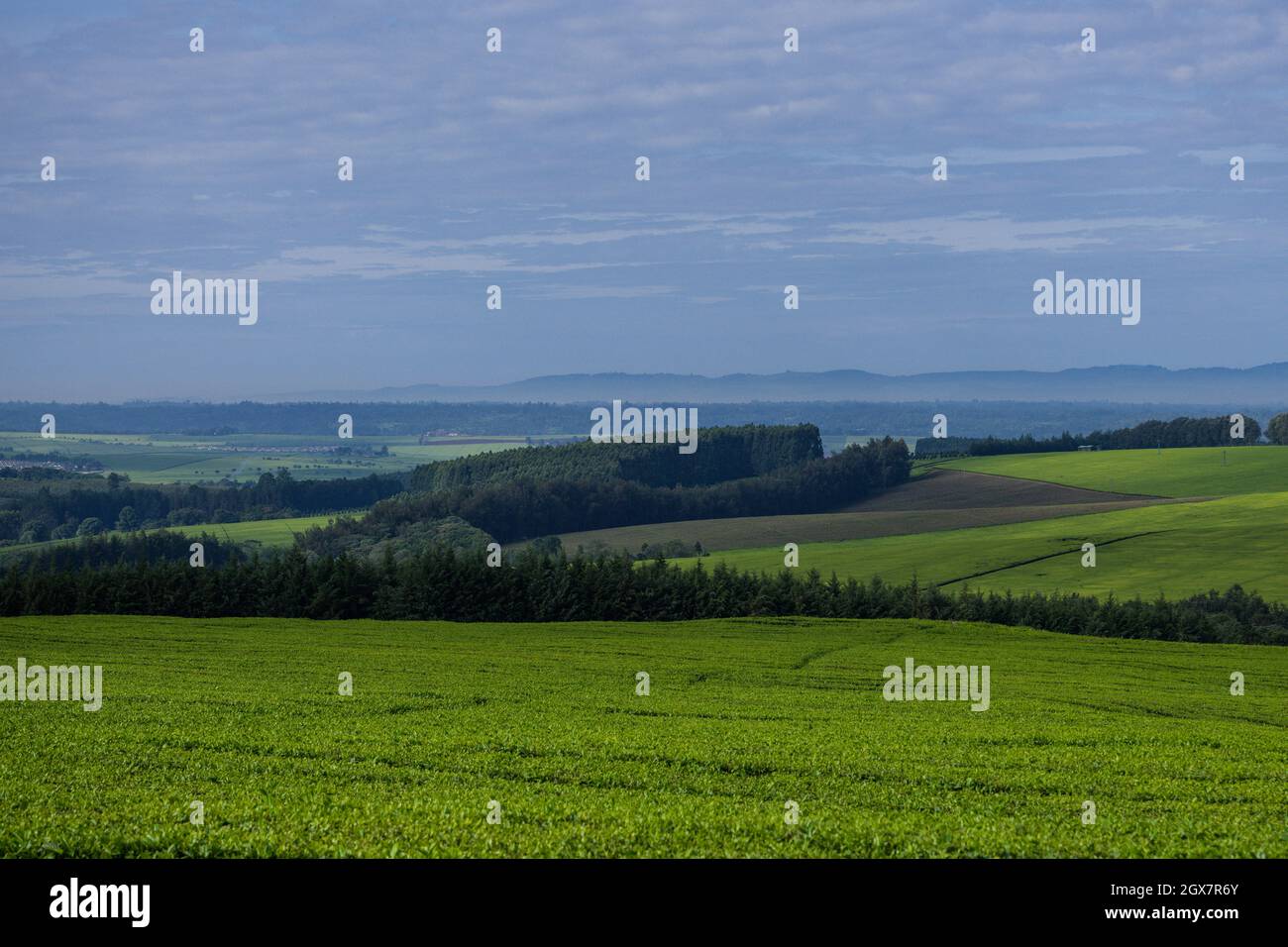 Tea Leaves Farm Estate Plantations In Kericho County Kenya High ...