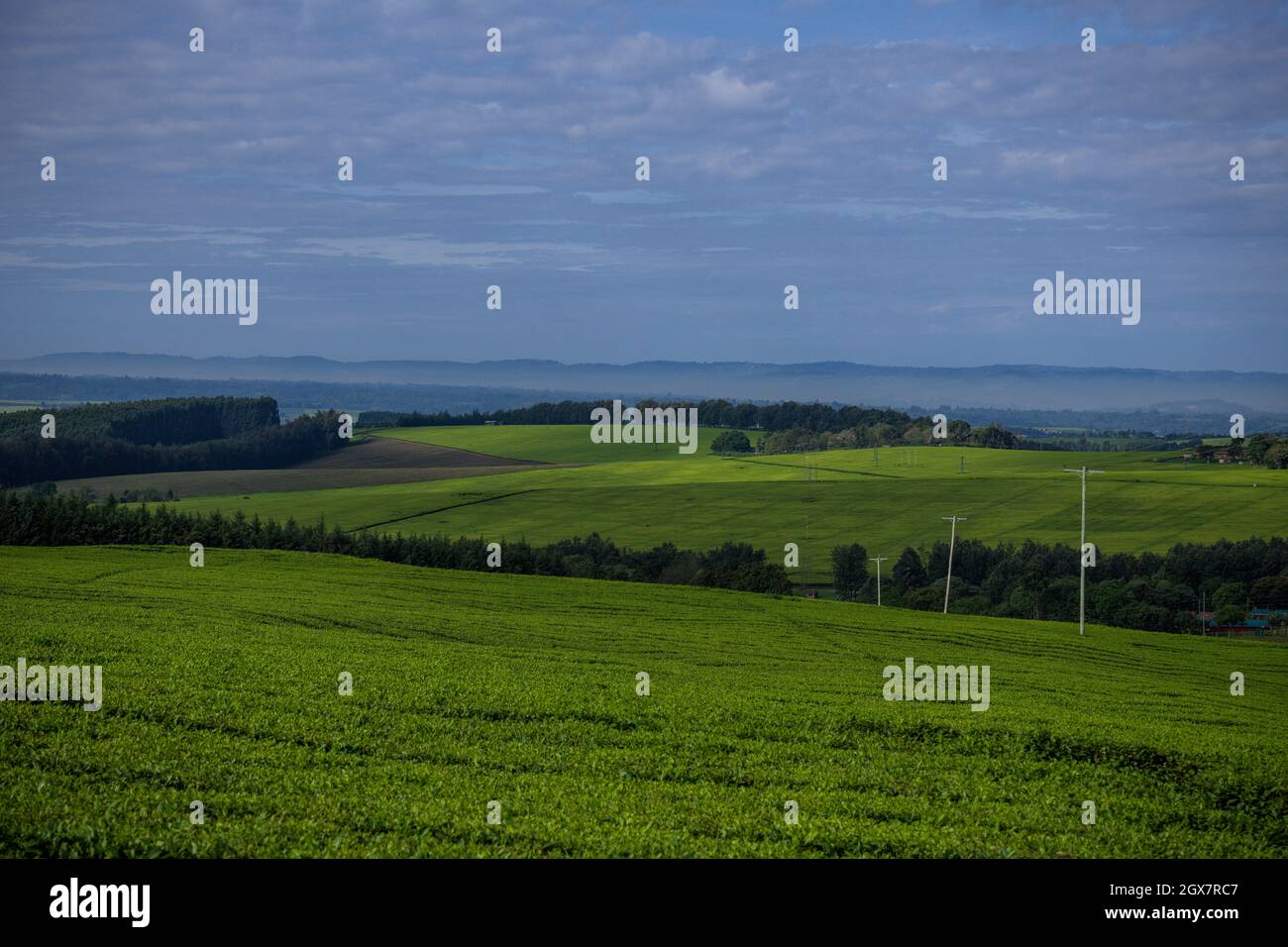 Tea Leaves Farm Estate Plantations In Kericho County Kenya High ...