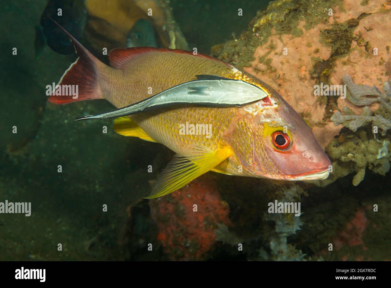 It is unusual to see a remora, Echeneis naucrates, attached to a small ...