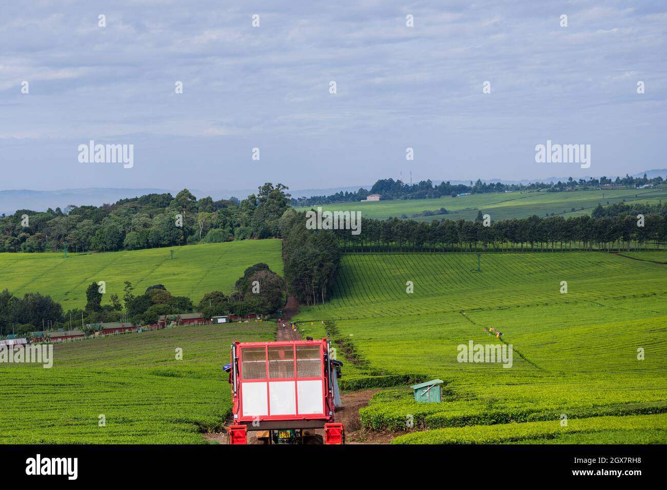 Tea Leaves Farm Estate Plantations In Kericho County Kenya High ...