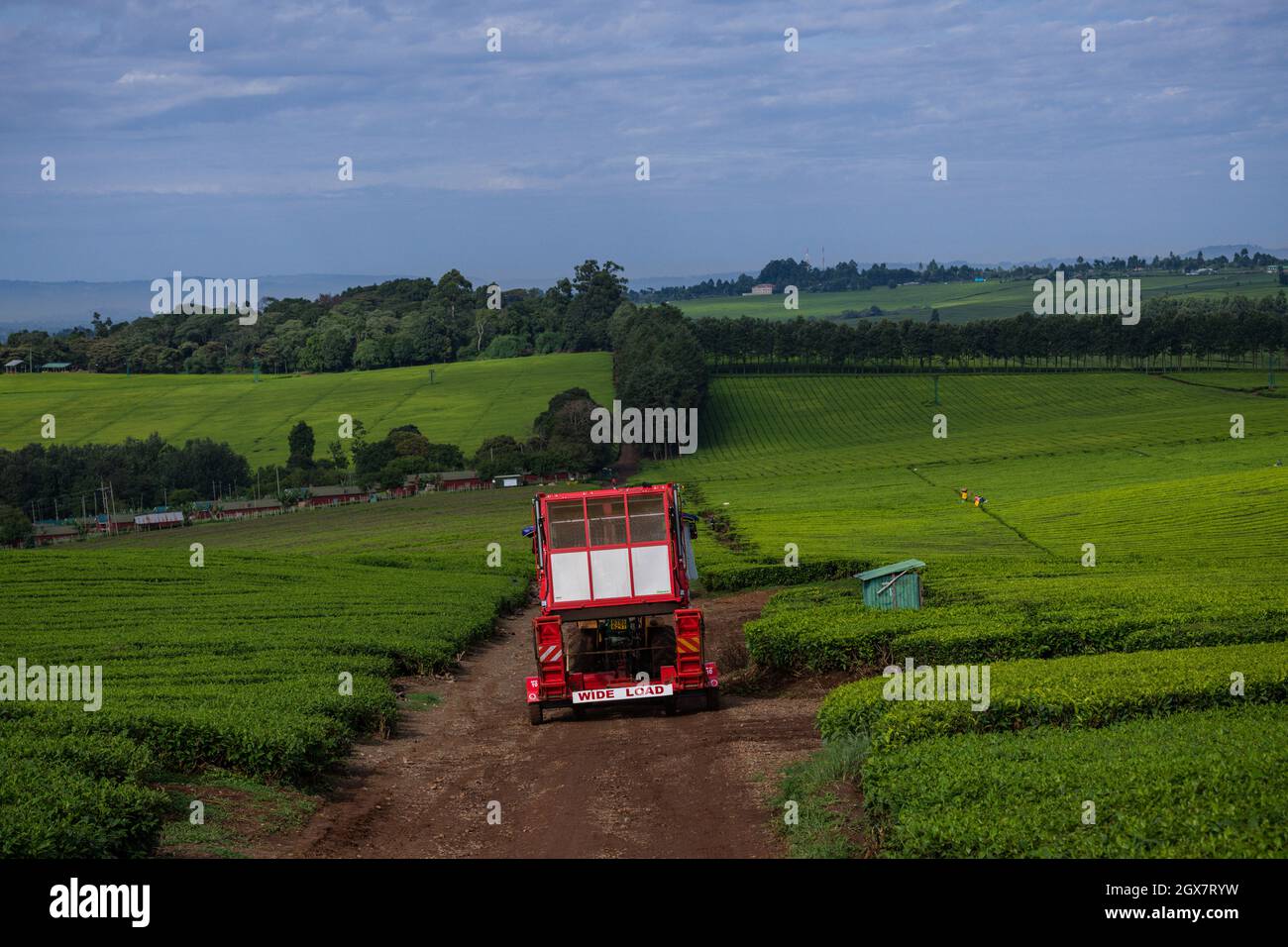 Tea Leaves Farm Estate Plantations In Kericho County Kenya High ...