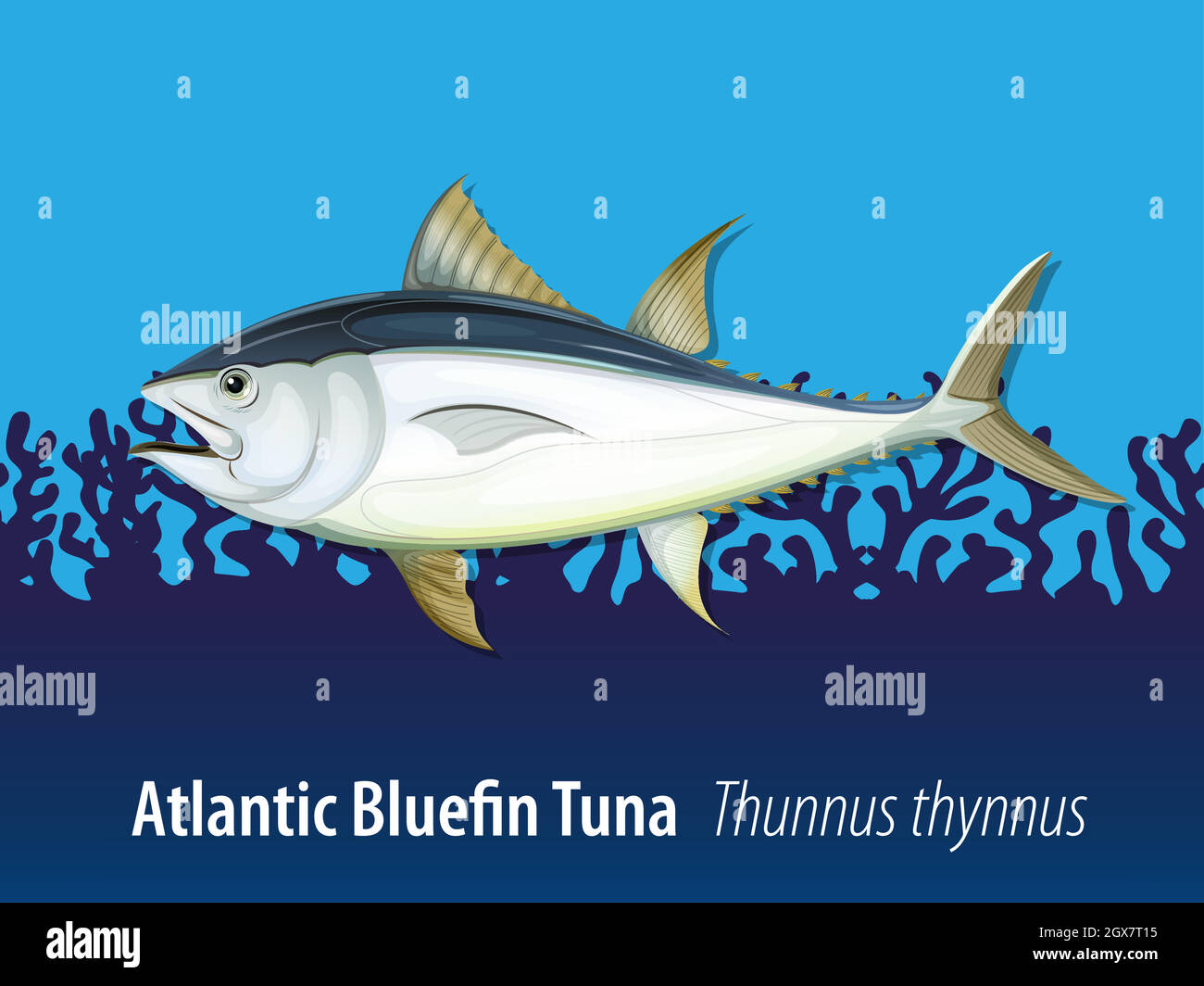 Atlantic Bluefin Tuna Drawing