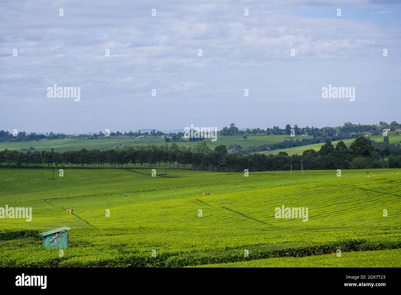 Tea Leaves Farm Estate Plantations In Kericho County Kenya High ...