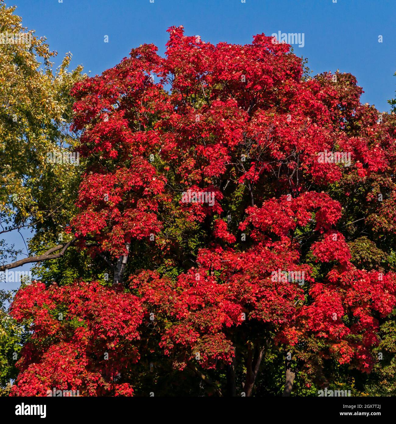 Red Autumn Tree Stock Photo - Alamy
