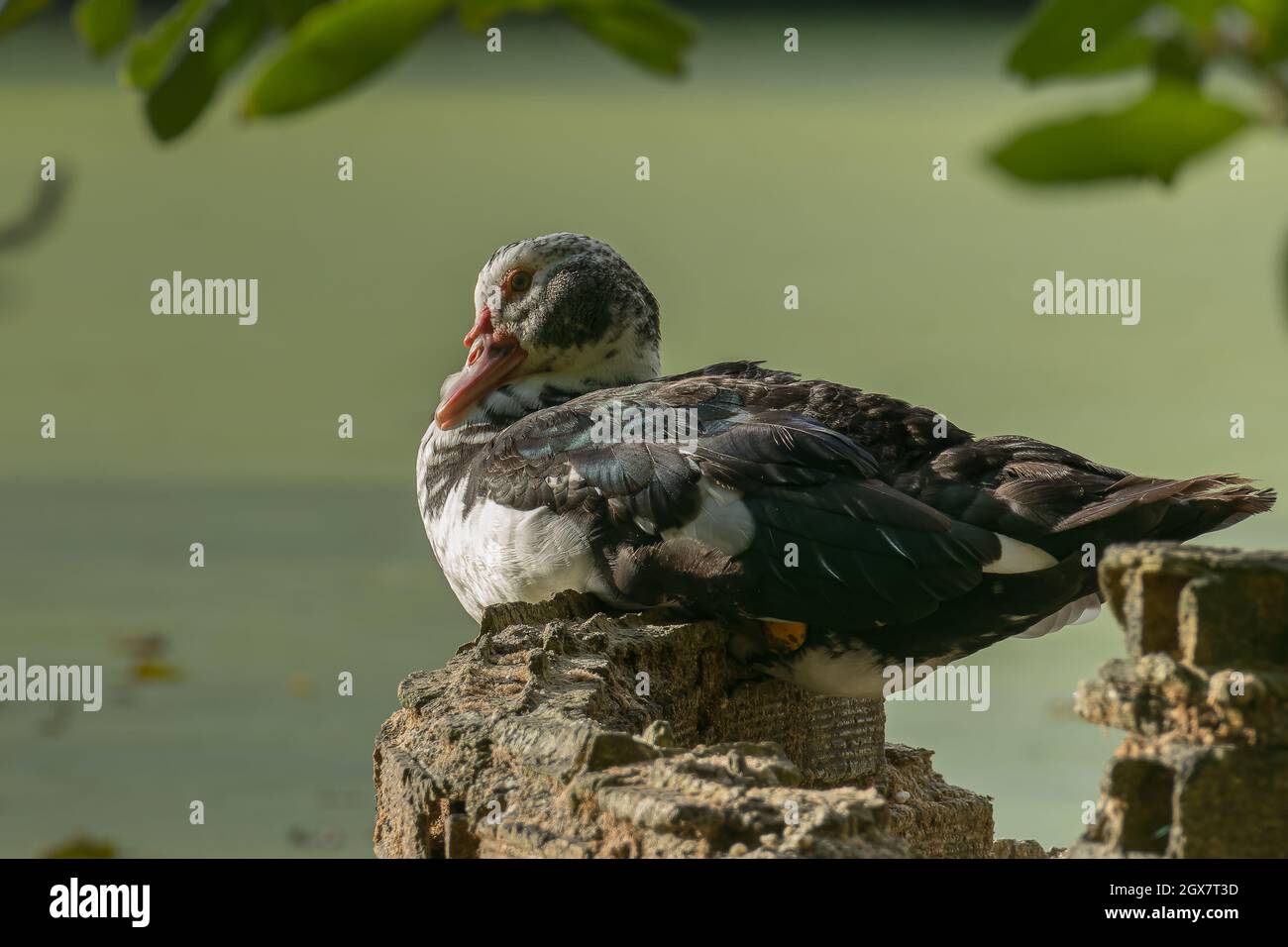 muscovy duck perched on a brick wall with the lake in the background ...