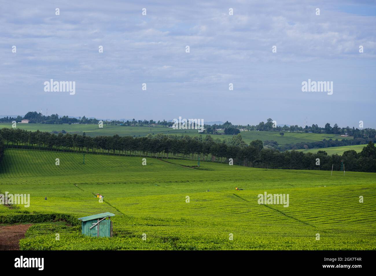Tea Leaves Farm Estate Plantations In Kericho County Kenya High ...