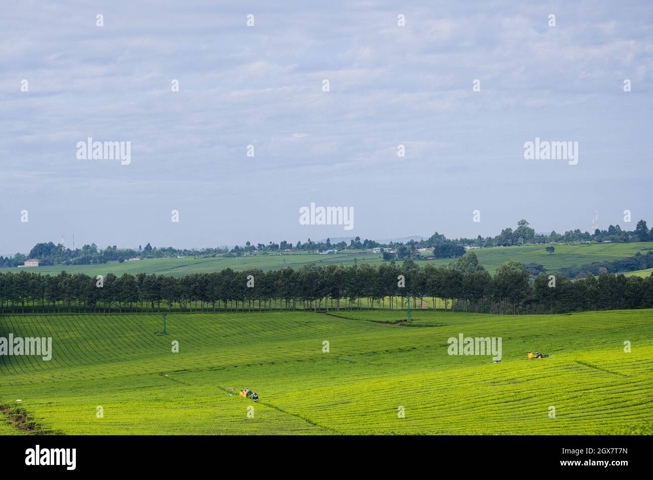 Tea Leaves Farm Estate Plantations In Kericho County Kenya High ...