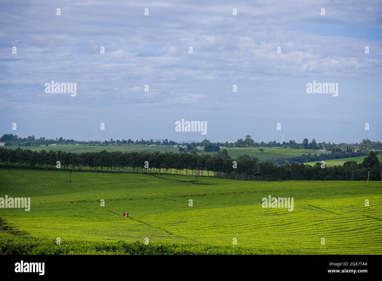 Tea Leaves Farm Estate Plantations in Kericho County, Kenya, High ...
