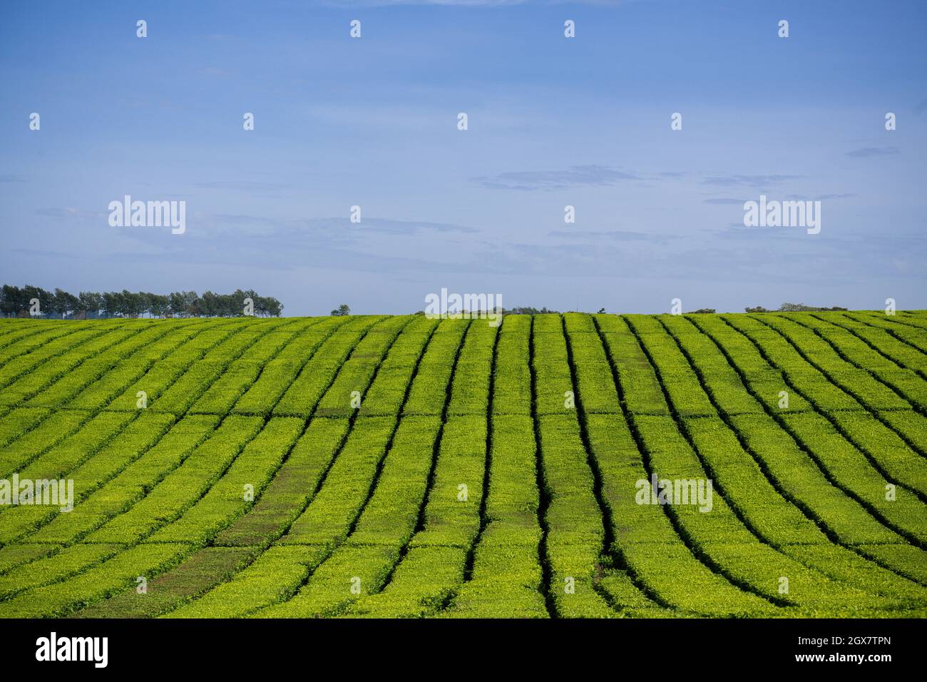 Tea Leaves Farm Estate Plantations In Kericho County Kenya High ...