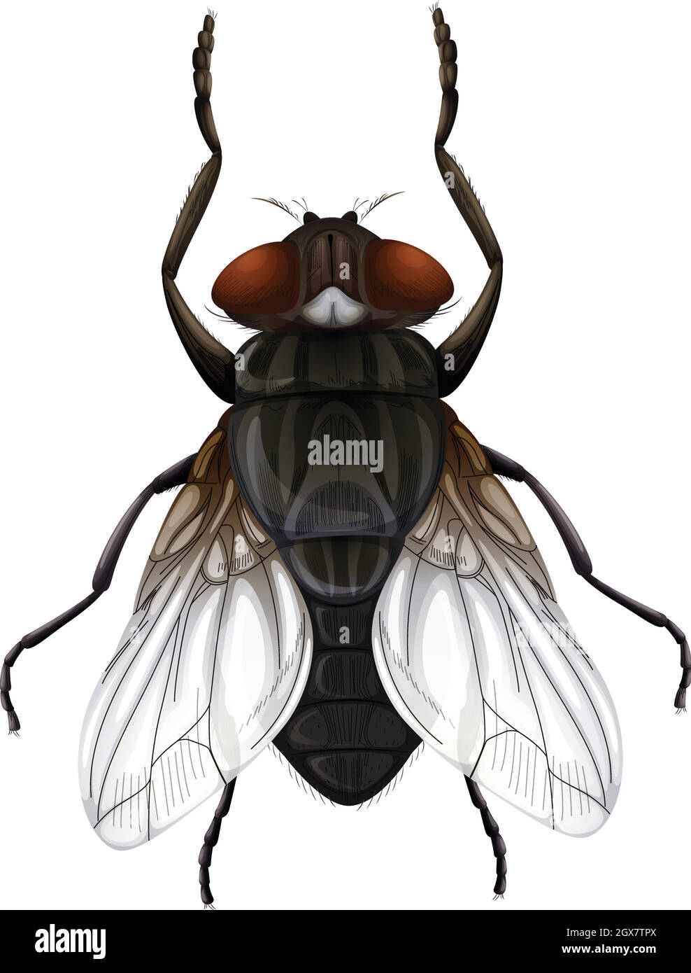 Fly insect diagram hi-res stock photography and images - Alamy
