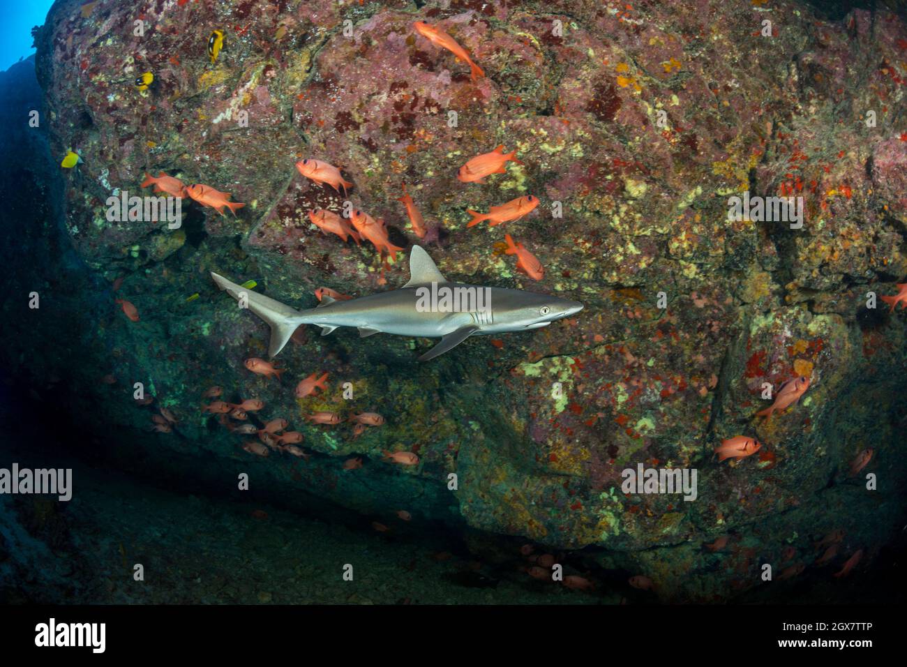 Formation of coral reefs hi-res stock photography and images - Alamy