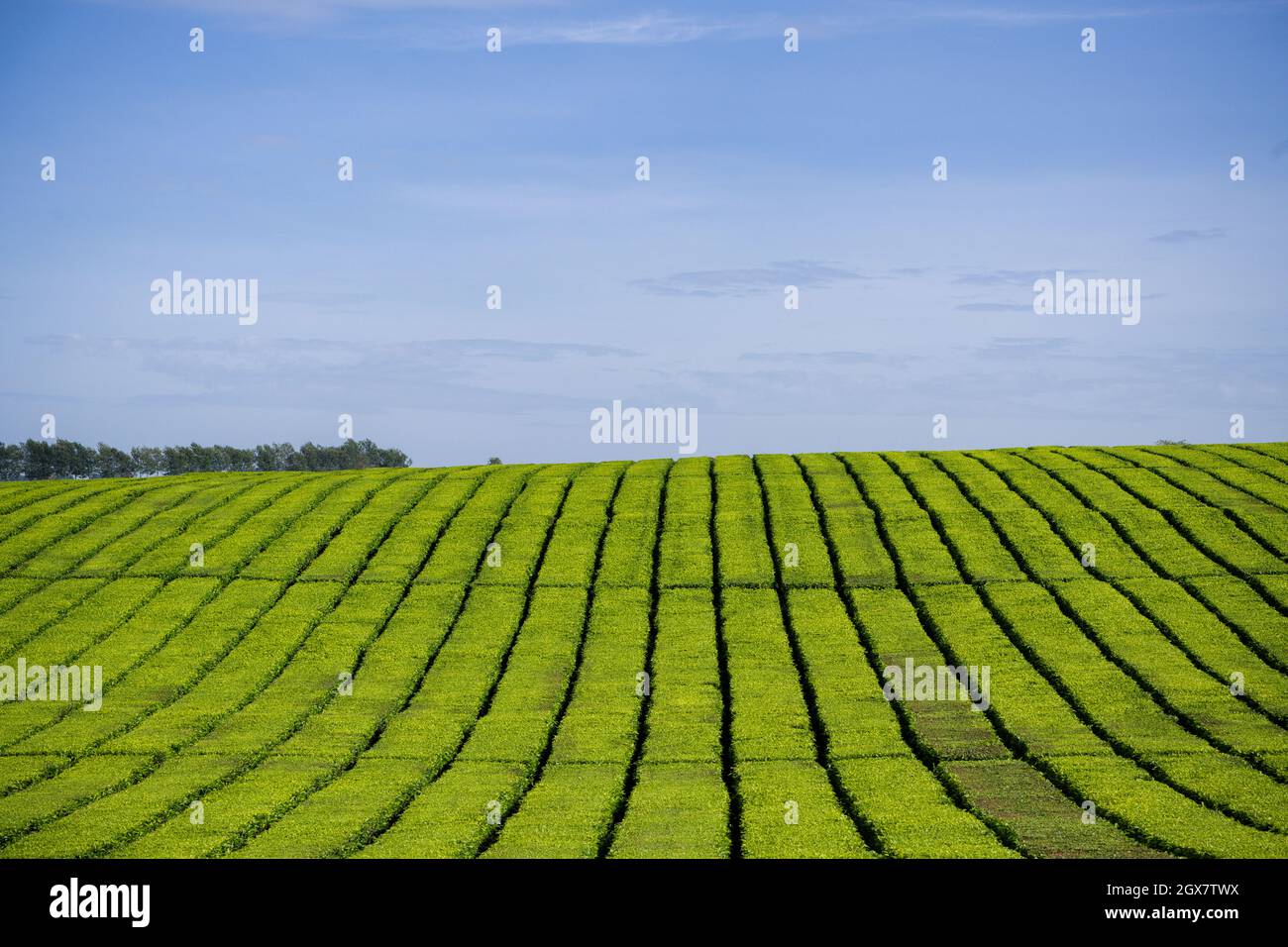Tea Leaves Farm Estate Plantations In Kericho County Kenya High ...