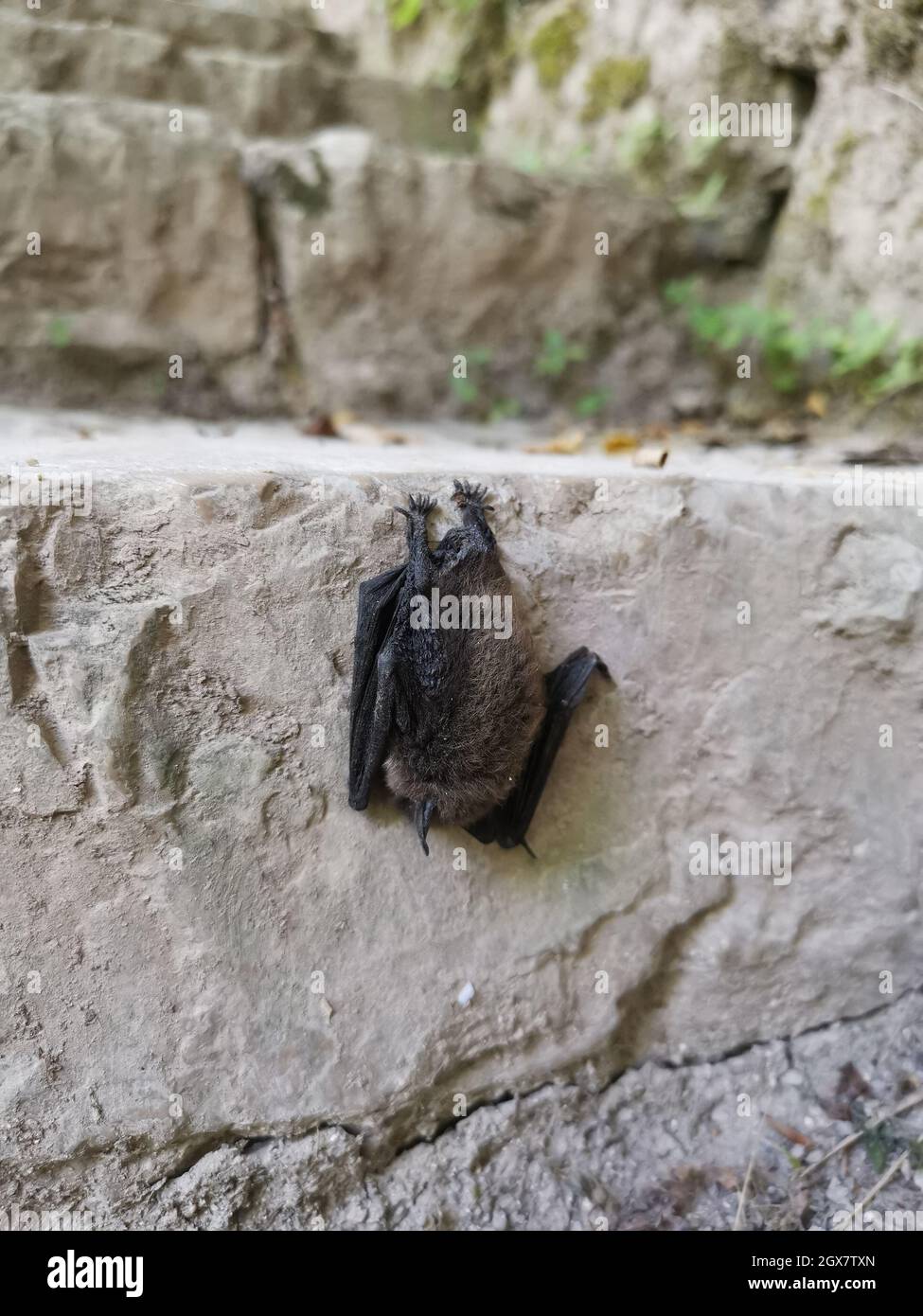 Closeup of a bat on the stone wall Stock Photo - Alamy