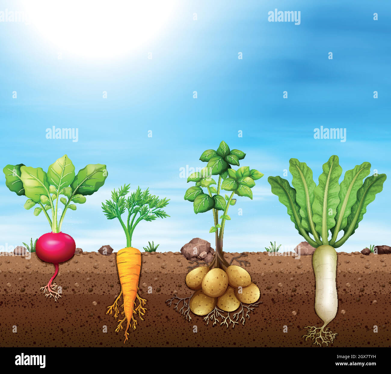 A set of root vegetable Stock Vector Image & Art - Alamy