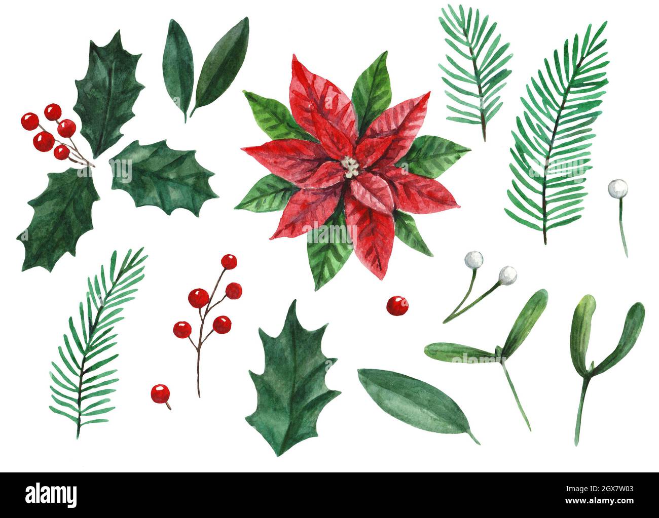Big set of Christmas plants and berries, poinsettia, holly and ...