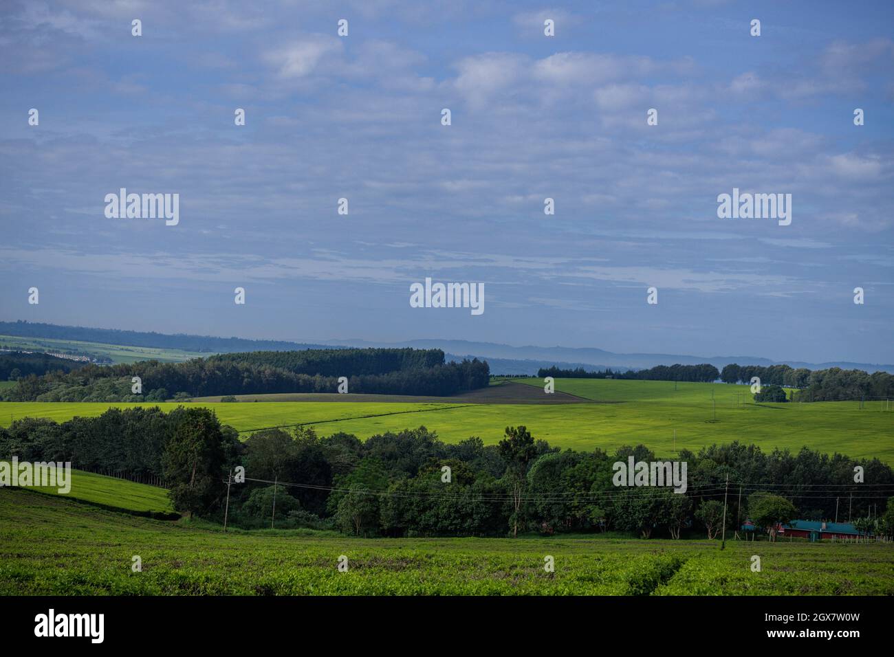 Tea Leaves Farm Estate Plantations in Kericho County, Kenya, High ...