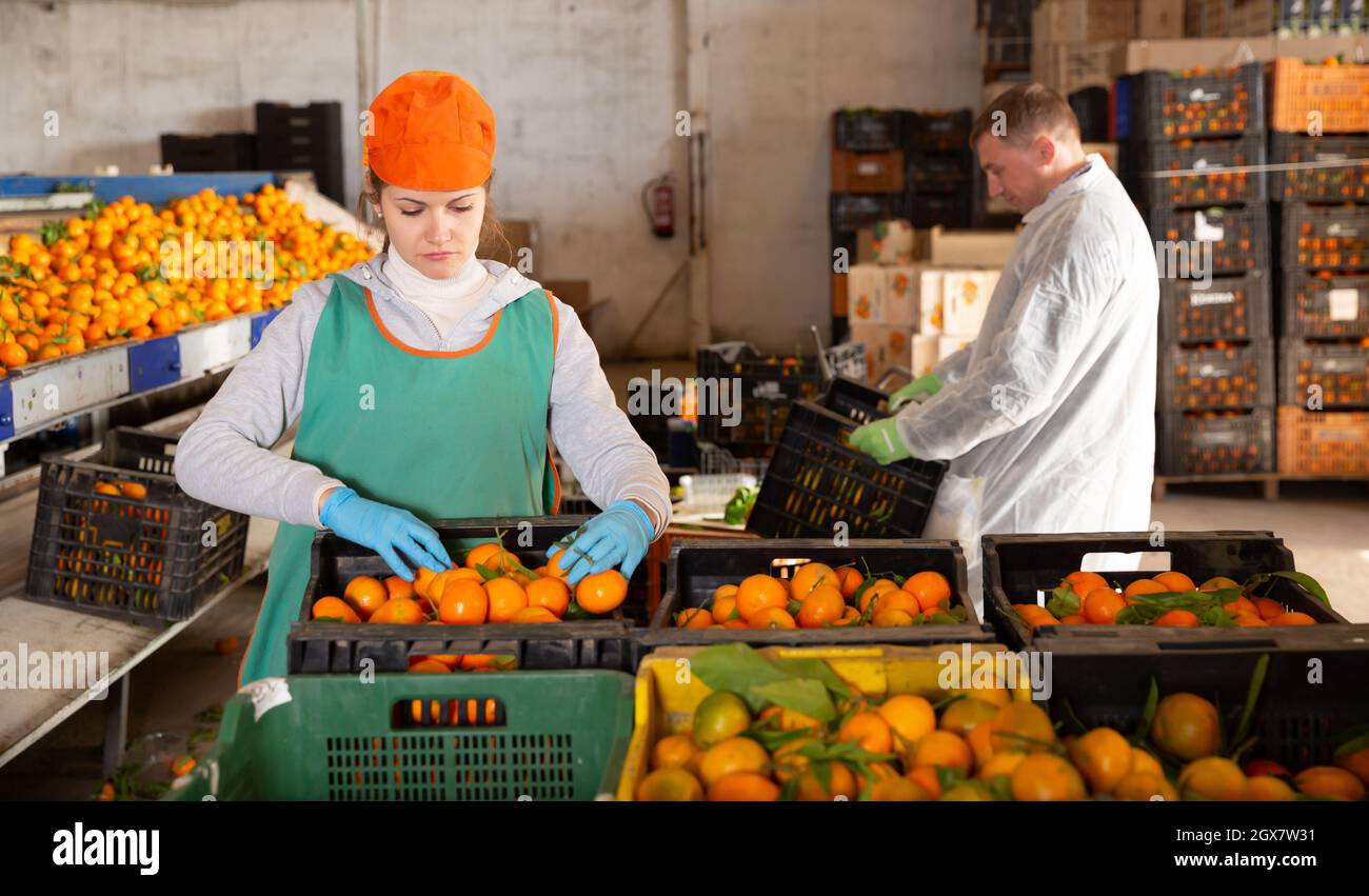 Warehouse workers sorting ripe mandarins Stock Photo - Alamy