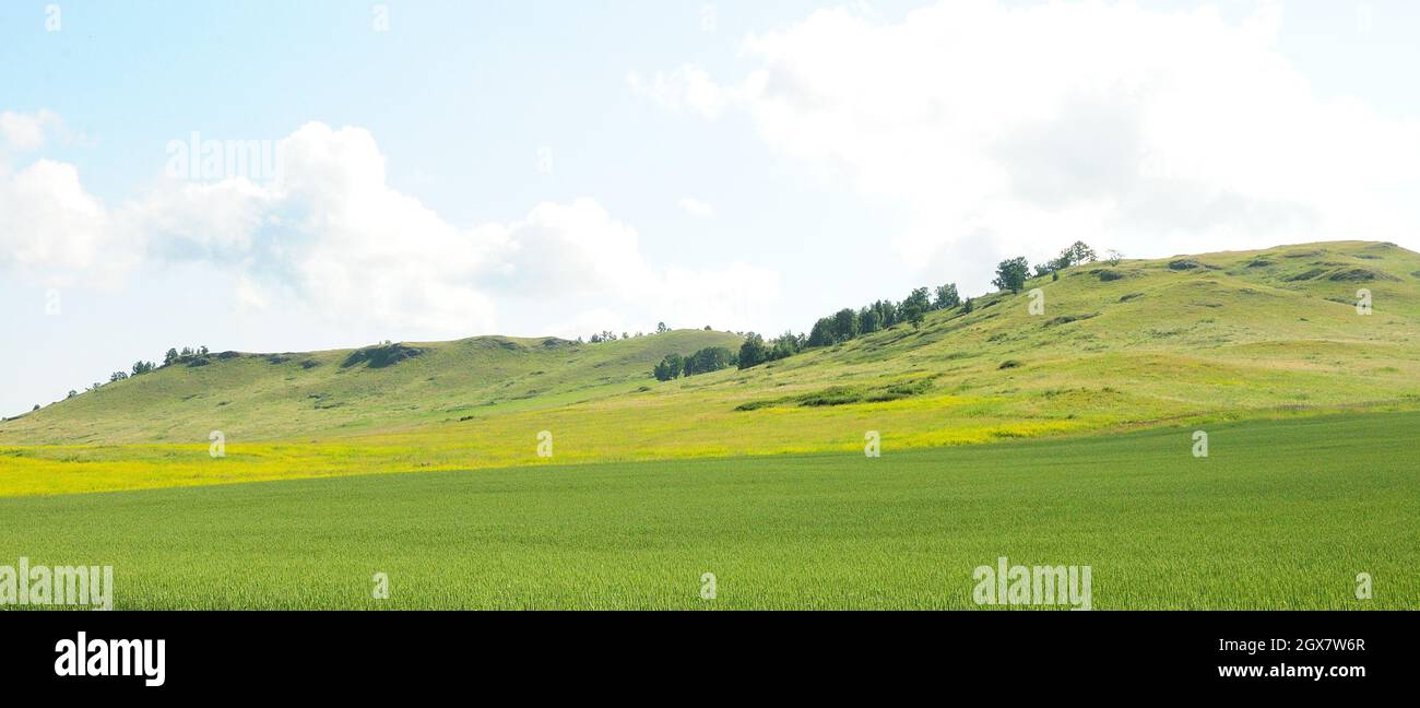 Panoramic view of a large field of blooming rapeseed at the foot of the ...