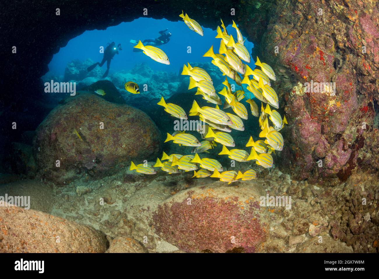 Schooling red snapper hi-res stock photography and images - Alamy