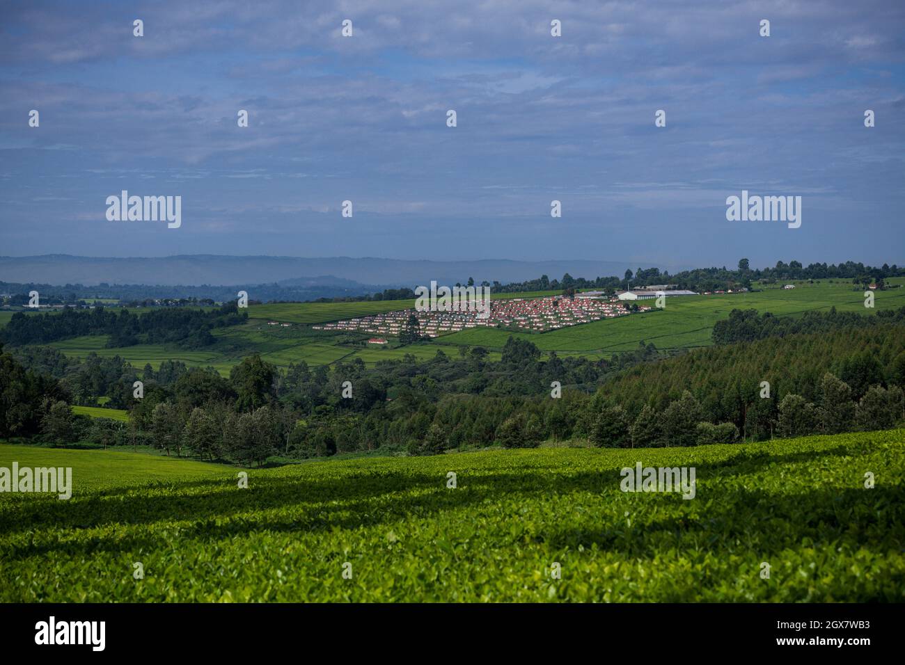 Tea Leaves Farm Estate Plantations in Kericho County, Kenya, High ...