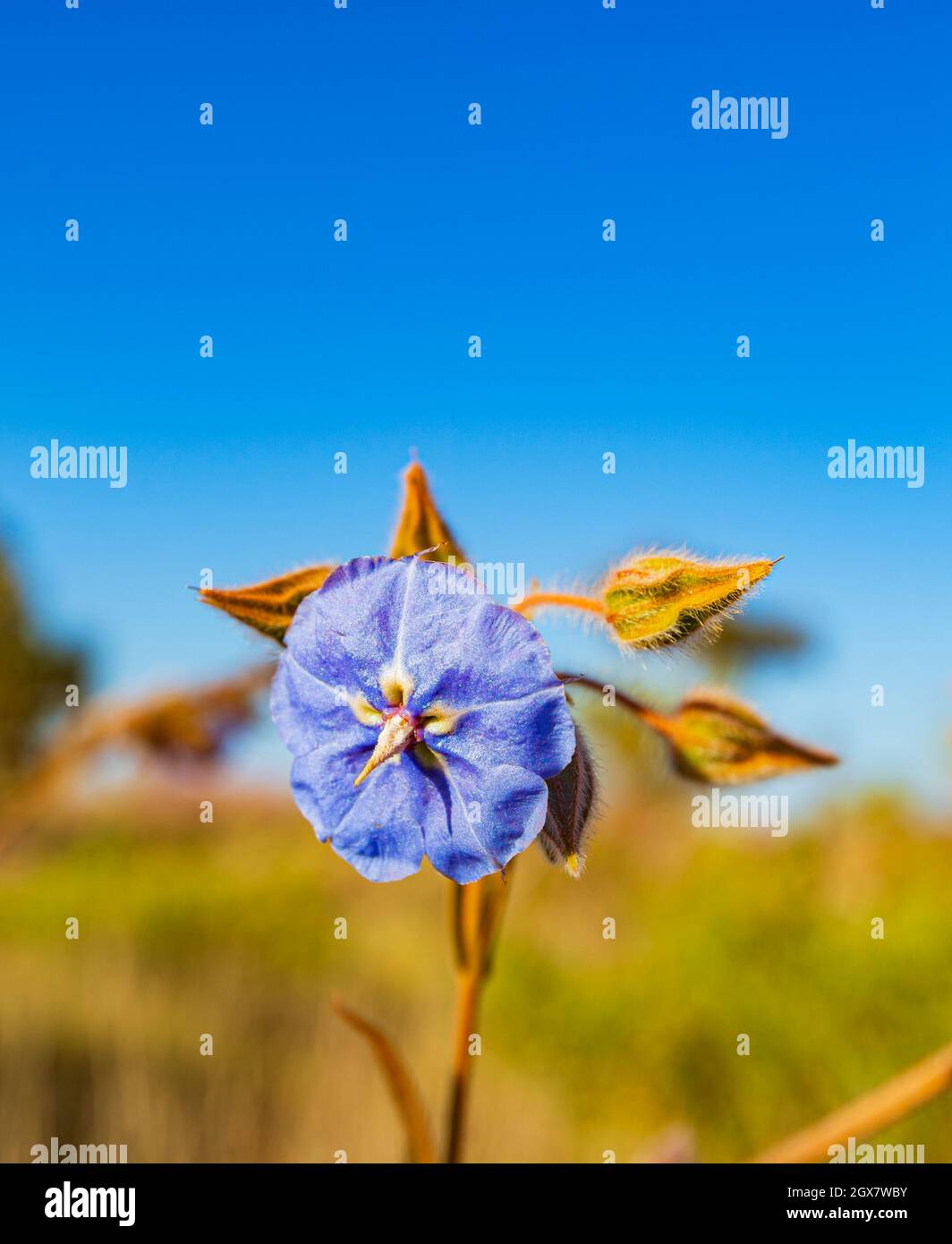 Close-up of a delicate blue wildflower in the Pilbara in spring ...