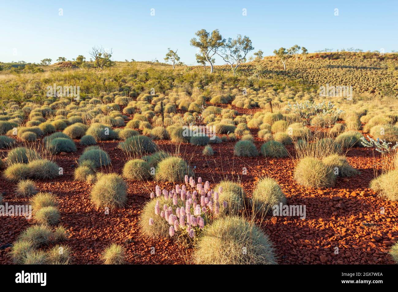 Mulla mulla western australia hi-res stock photography and images - Alamy
