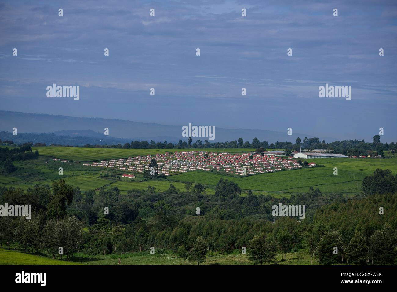 Tea Leaves Farm Estate Plantations In Kericho County Kenya High ...