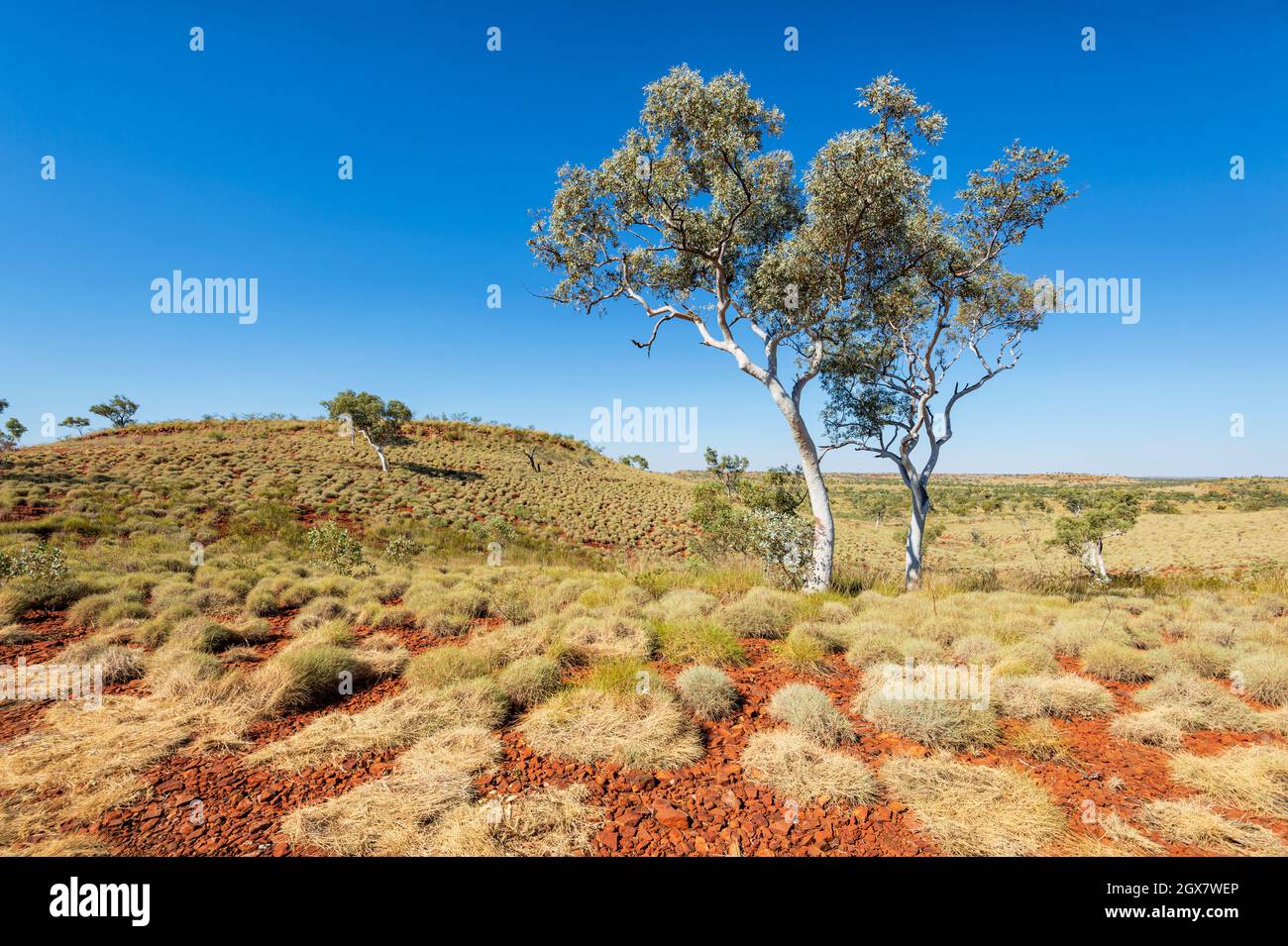 Red dust and spinifex in the Outback, Pilbara, Western Australia, WA ...