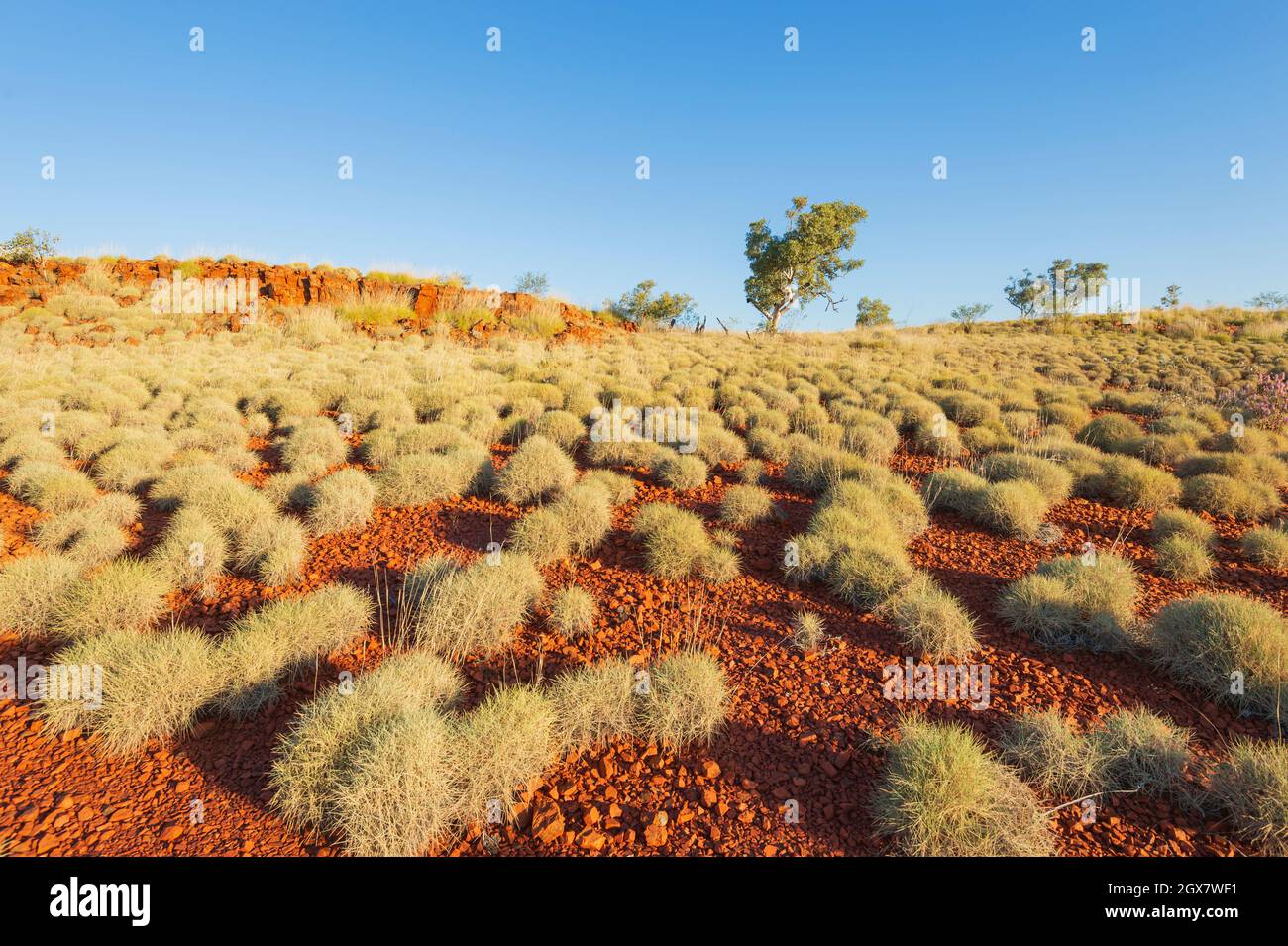 Spinifex in the evening light in the Australian Outback, Pilbara ...