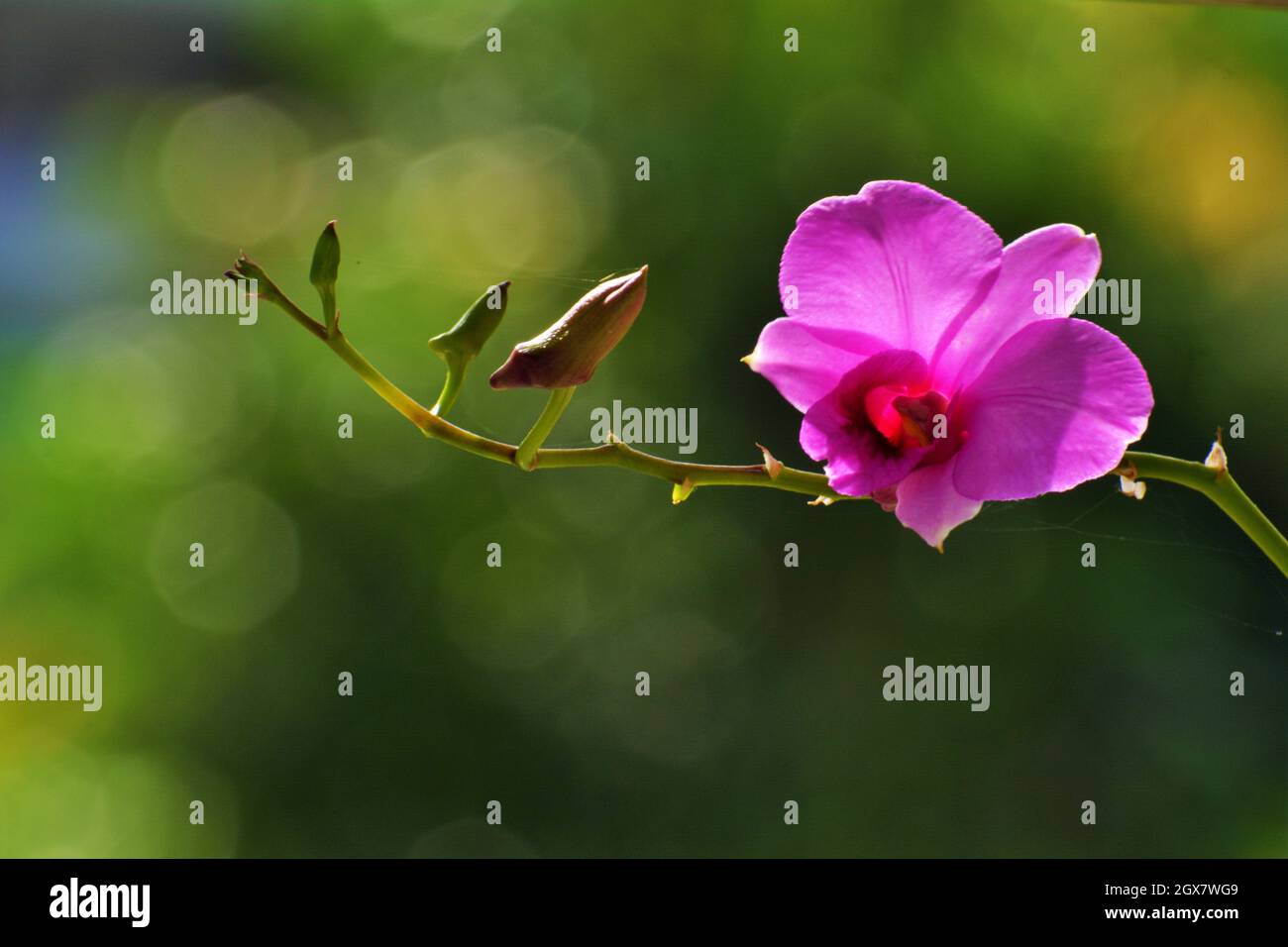 Seasonal flowers photographs Stock Photo - Alamy