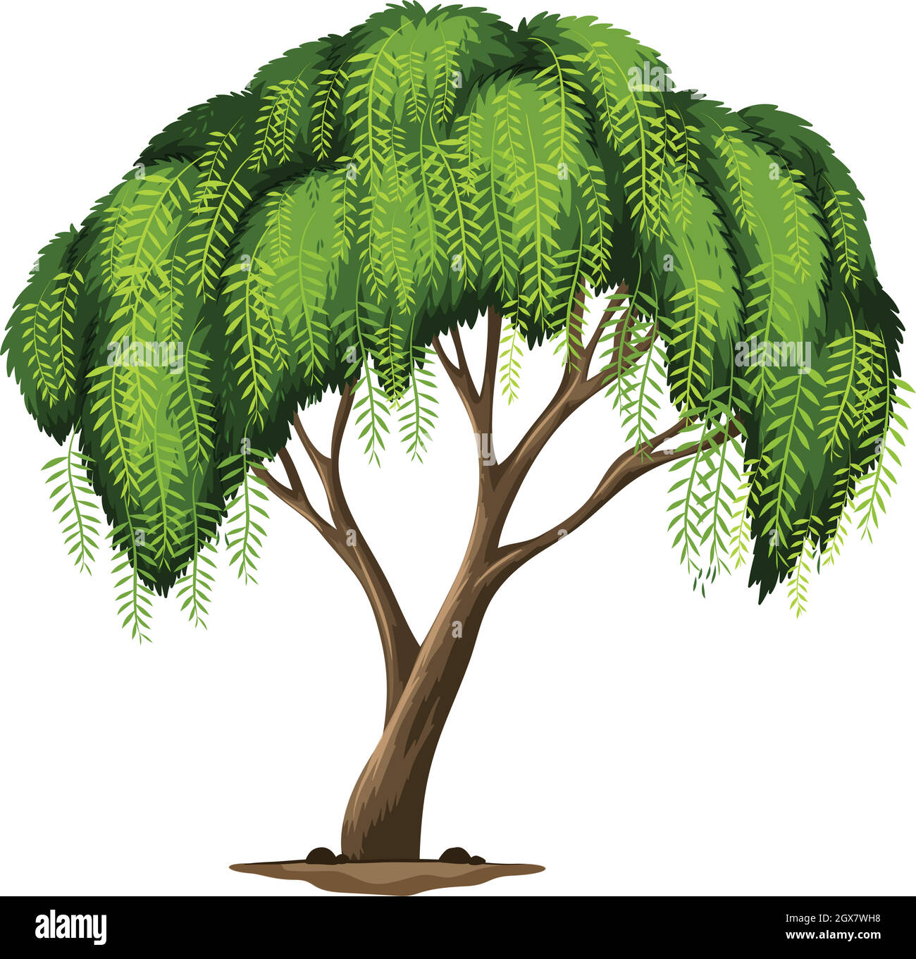 Pepper tree illustration hi-res stock photography and images - Alamy