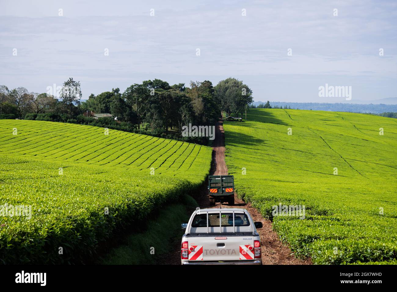 Tea Leaves Farm Estate Plantations In Kericho County Kenya High ...
