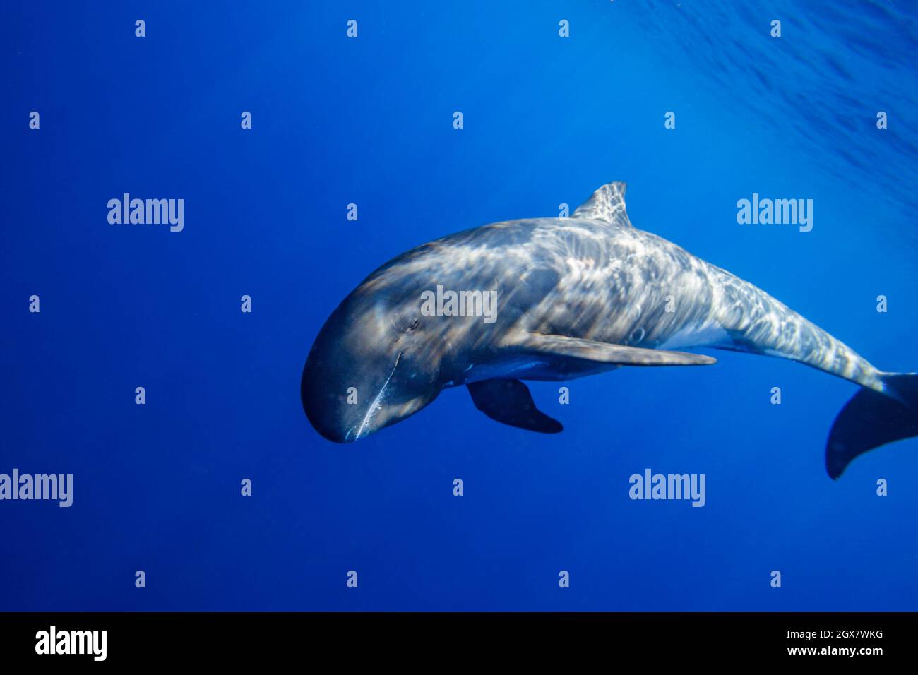 Pygmy killer whale, Feresa attenuata, also known as the slender ...