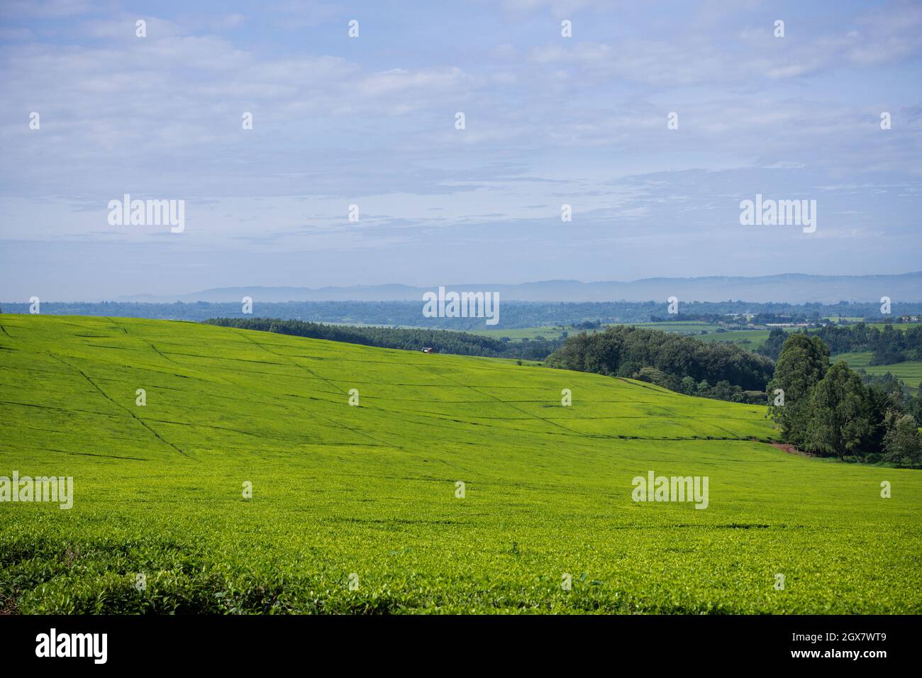 Tea Leaves Farm Estate Plantations In Kericho County Kenya High ...
