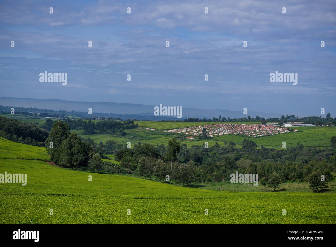 Tea Leaves Farm Estate Plantations In Kericho County Kenya High ...