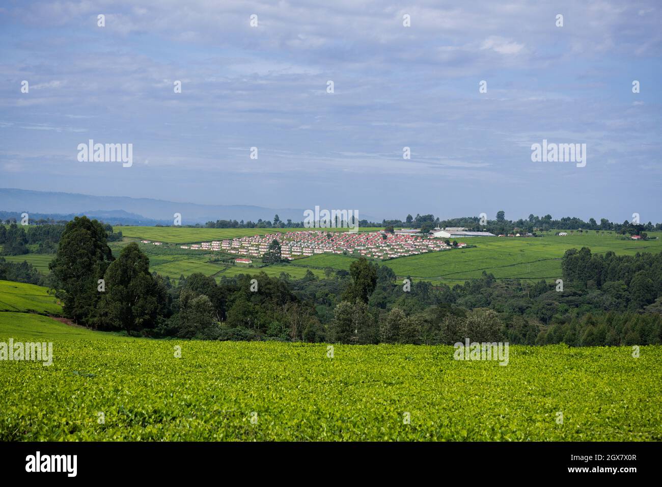 Tea Leaves Farm Estate Plantations In Kericho County Kenya High ...