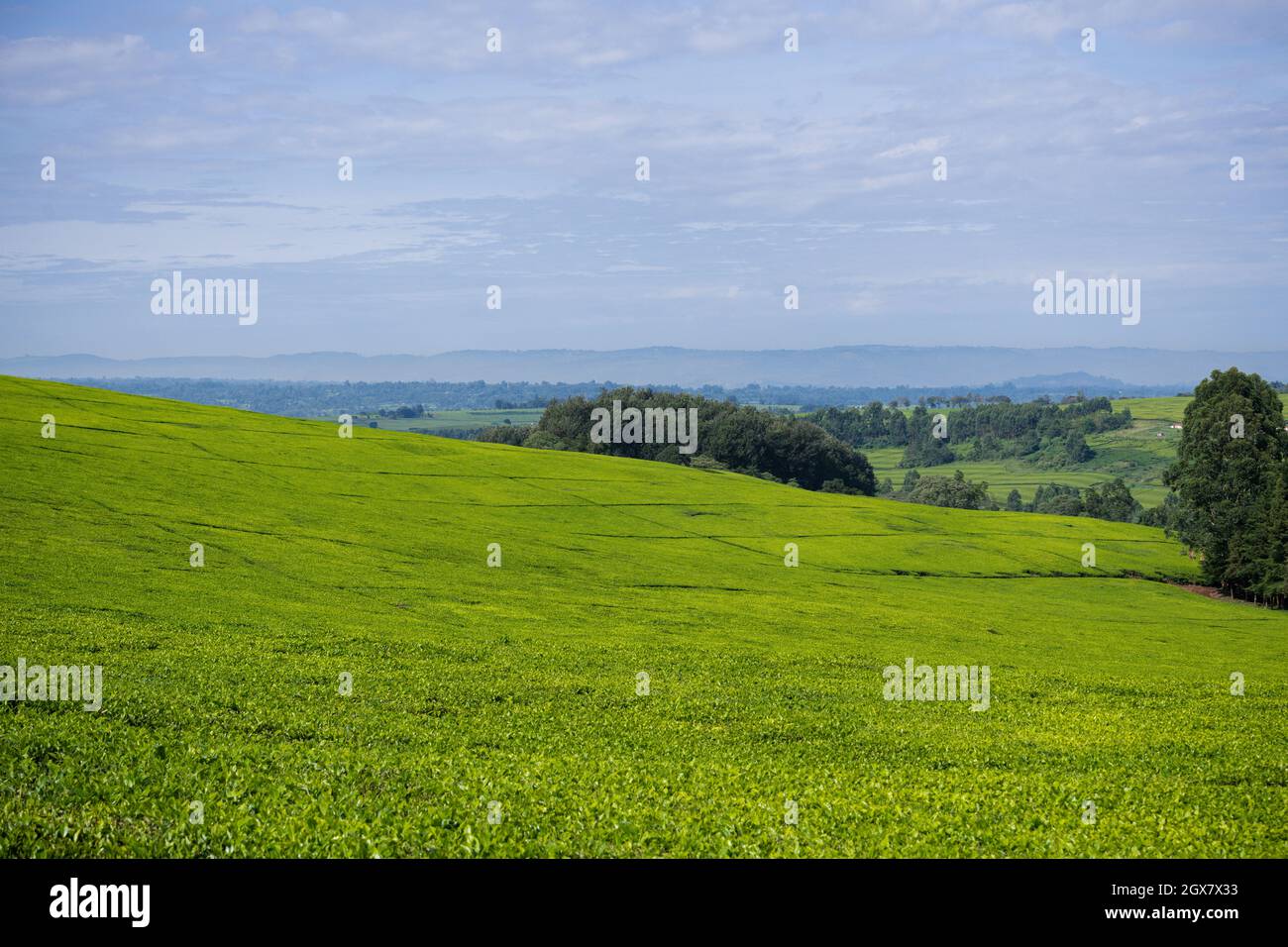 Tea Leaves Farm Estate Plantations In Kericho County Kenya High ...