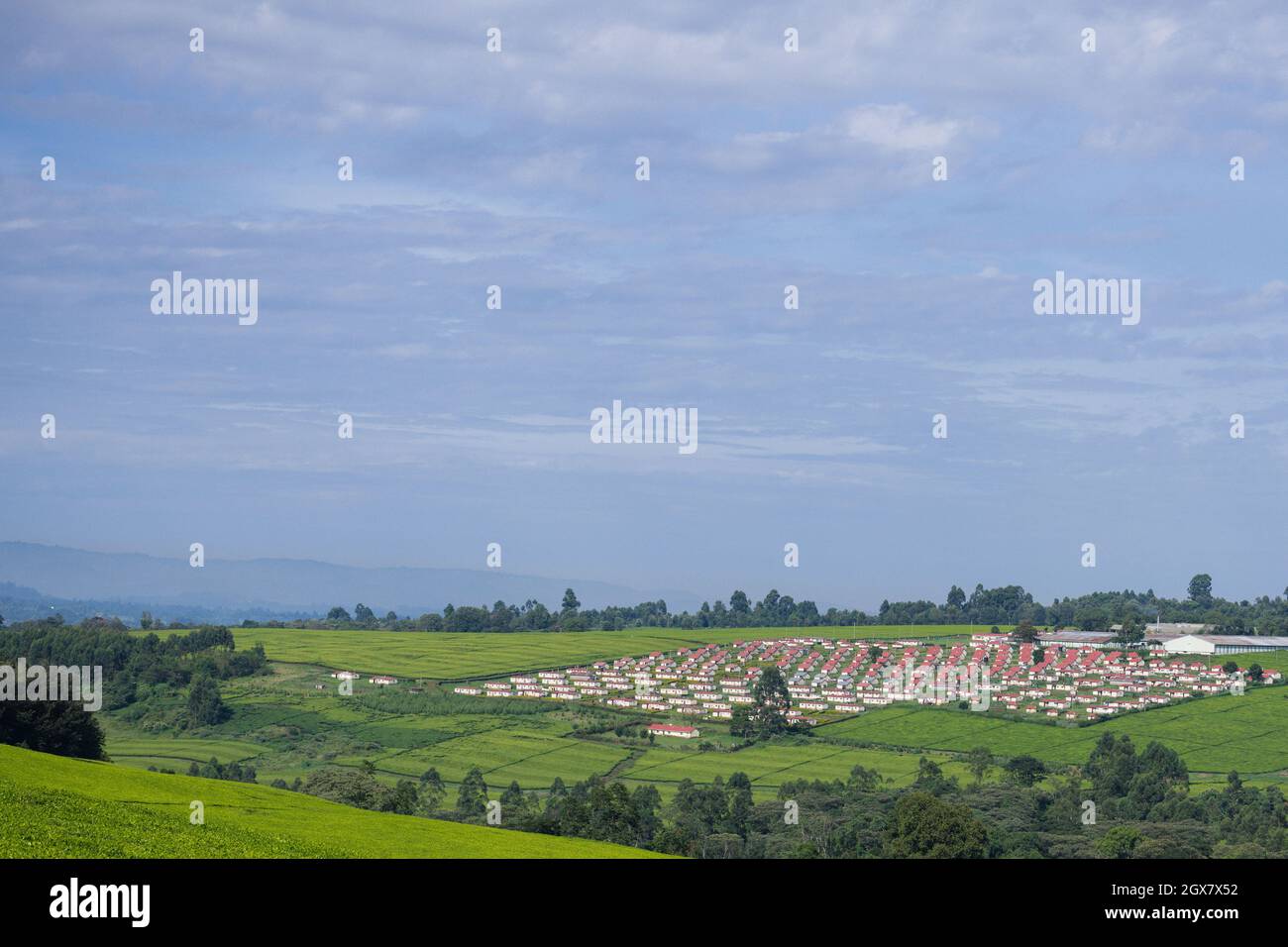 Tea Leaves Farm Estate Plantations in Kericho County, Kenya, High ...
