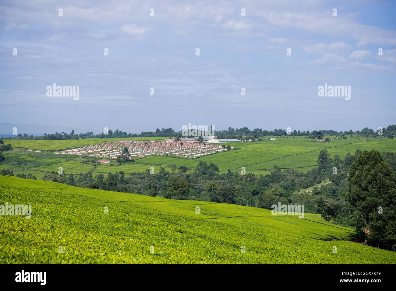 Tea Leaves Farm Estate Plantations In Kericho County Kenya High ...