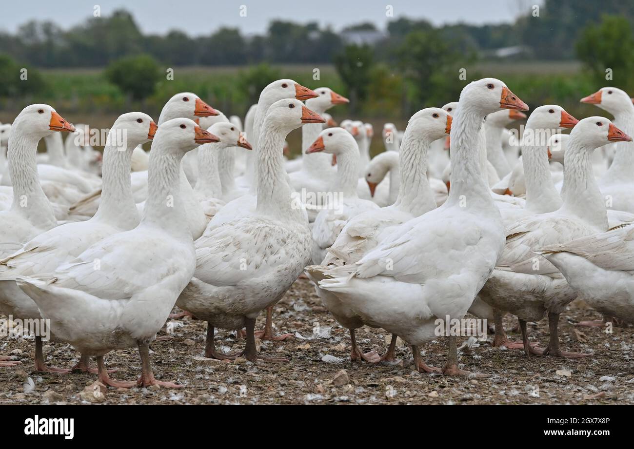 Peter gellrich hi-res stock photography and images - Alamy