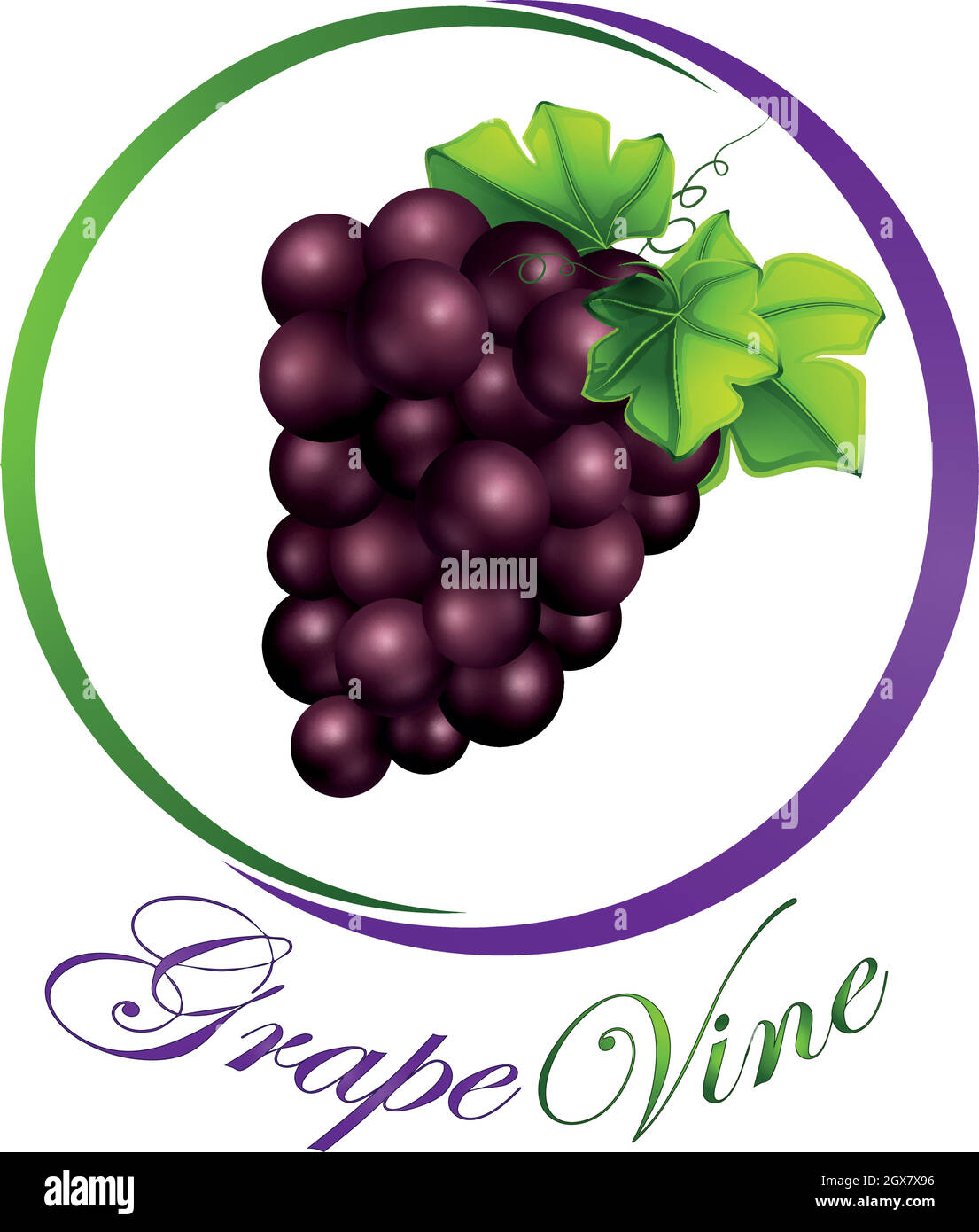 Vine grapes leaves on Stock Vector Images - Alamy