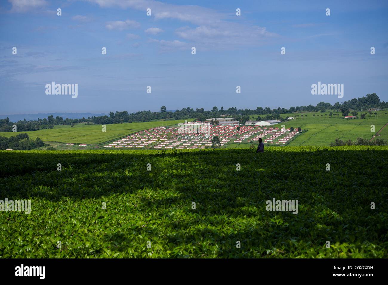 Tea Leaves Farm Estate Plantations in Kericho County, Kenya, High ...