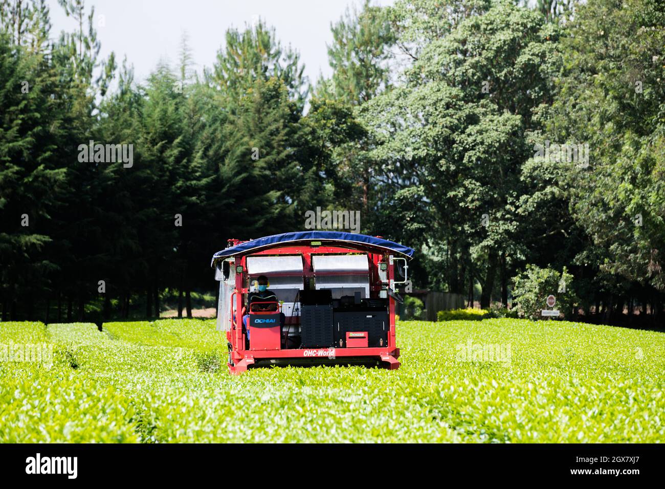 Tea Leaves Farm Estate Plantations In Kericho County Kenya High ...