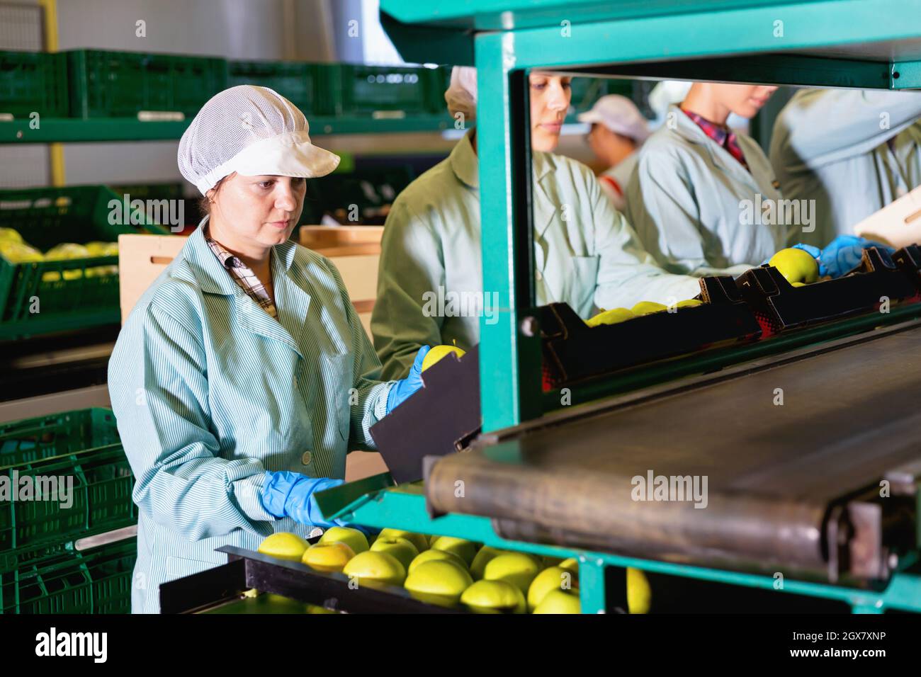 Young women sorting apples to crates and checking quality at on apples ...