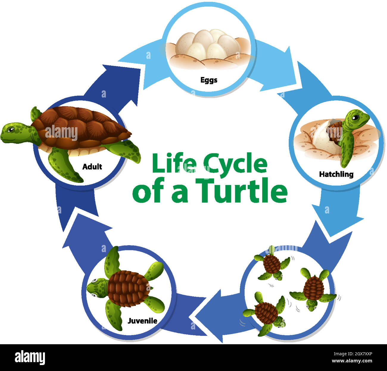 Diagram showing life cycle of Turtle Stock Vector Image & Art - Alamy Diagram showing life cycle of Turtle Stock Vector Image & Art - Alamy