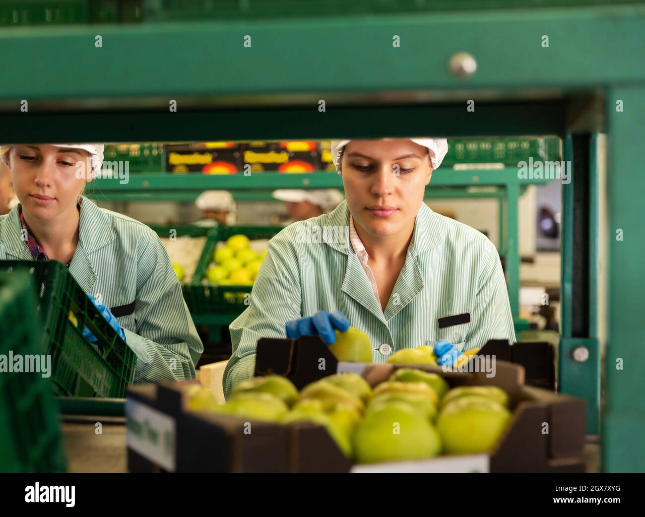 women in uniform packing apples to crates at factory Stock Photo - Alamy