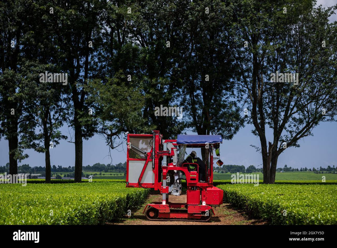 Tea Leaves Farm Estate Plantations In Kericho County Kenya High ...
