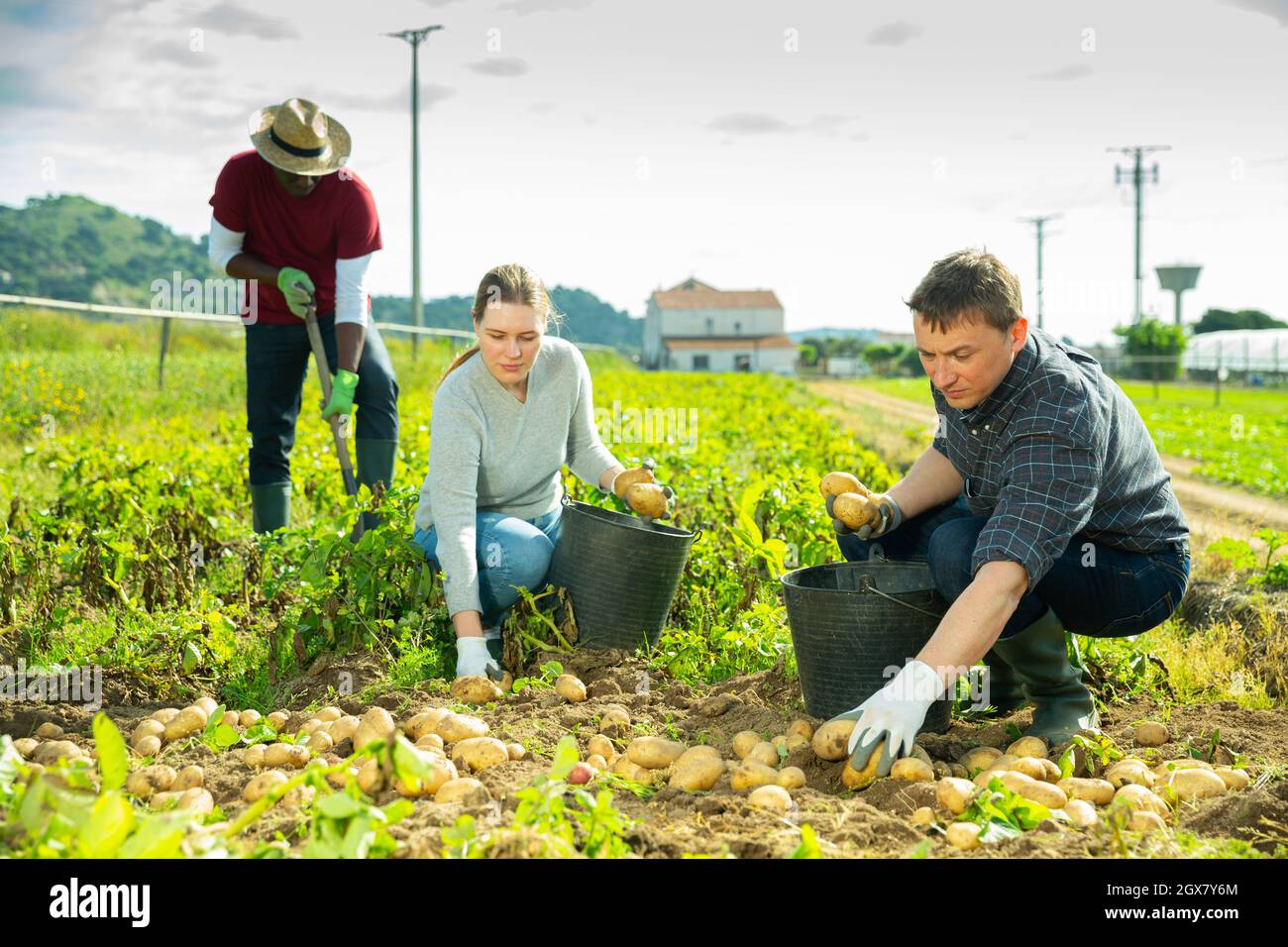 People gardeners during harvesting of potatoes Stock Photo - Alamy